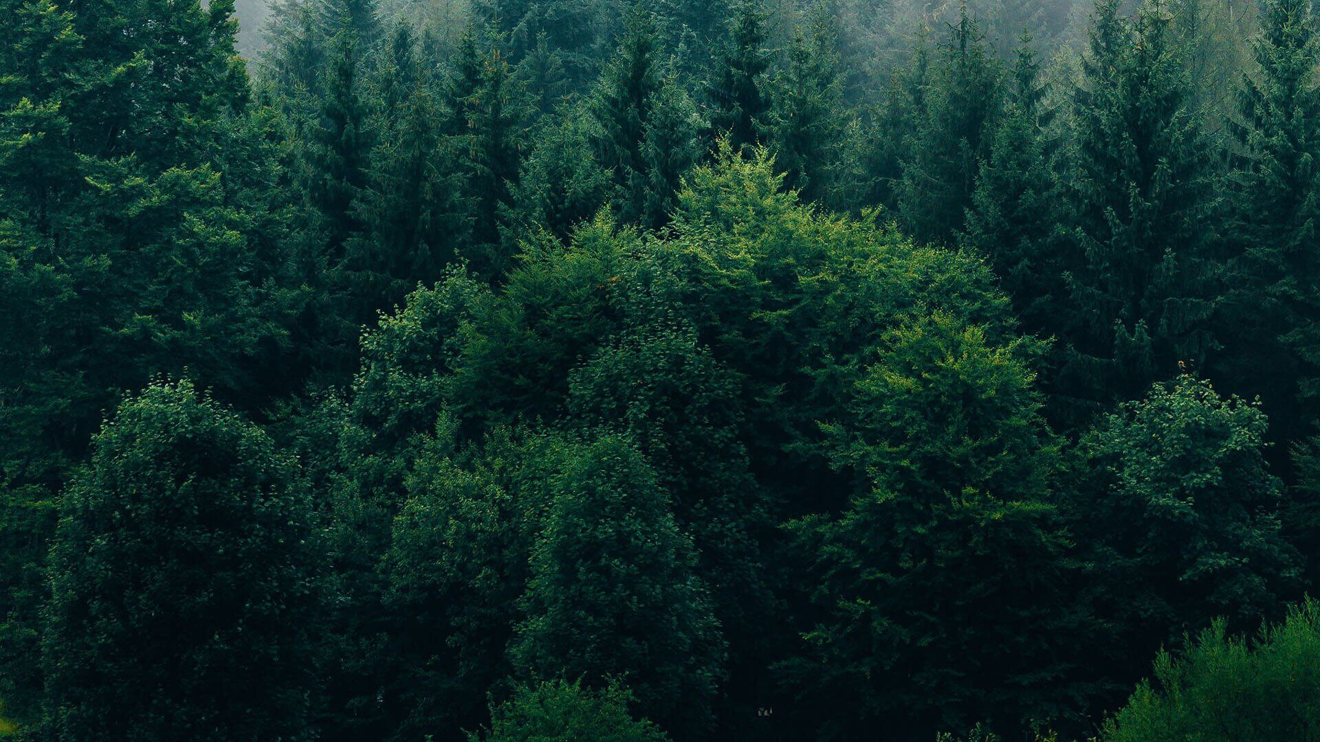 Relokator og Realia blir First Mover Group